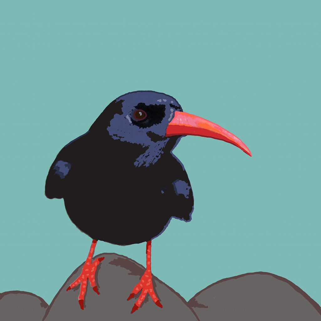 GREETINGS CARDS - MADE BY MABEL - CORNISH CHOUGHS - THE JANE ADAMS GALLERY